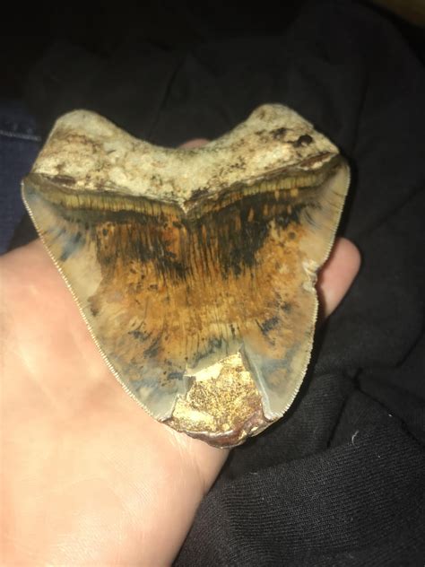 Is This A Real Megalodon Tooth Is Real I Just Wanted Some Input From