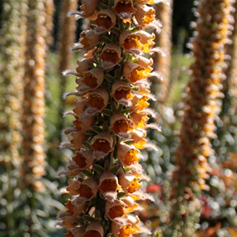 Digitalis Ferruginea Gigantea Rusty Foxglove Perennialle Plants