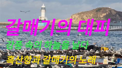 갈매기의 대피흑산항에 무리를 지은 갈매기의 몸부림강풍주의보가 내린 날 갈매기의 움직임 이네요 신안 천사섬 흑산도 갈매기 신안가볼만한곳 K관광섬 관광섬