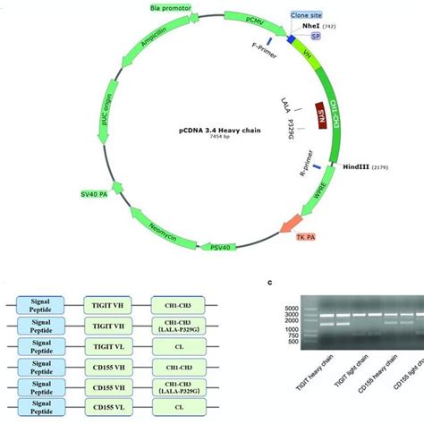 Construction Of Expression Vector PcDNA3 4 Expression Vector Map Download Scientific Diagram