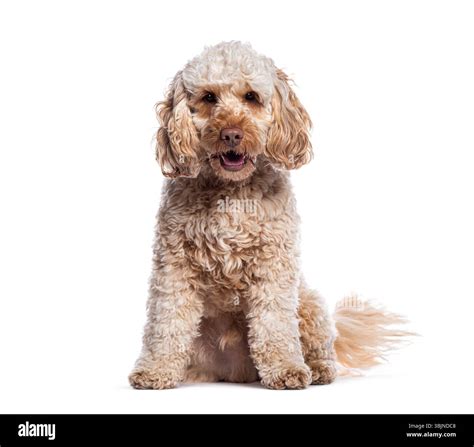 Adorable Cockapoo Cut Out Stock Images And Pictures Alamy