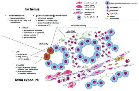 Metabolomics Derived Findings In Experimental Aki Ischemia Induces Download Scientific Diagram