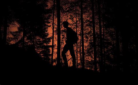 Hike Forest Sunset Free Photo On Pixabay Pixabay