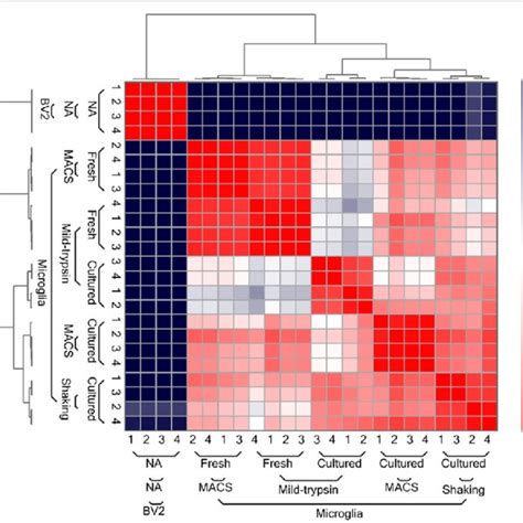 Rna Seq Analysis Of Isolated Microglia Heat Map Of Pair Wise Pearson Download Scientific