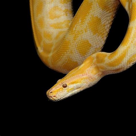 Applied Calculus With Python Coursera MOOC List