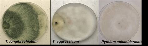 Sanidad Del Cultivo Mediante La Aplicación De Microorganismos El Caso De Trichoderma Innovagri