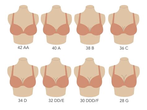 Breast Cup Sizes Chart Cup Breast Size Chart Pictures