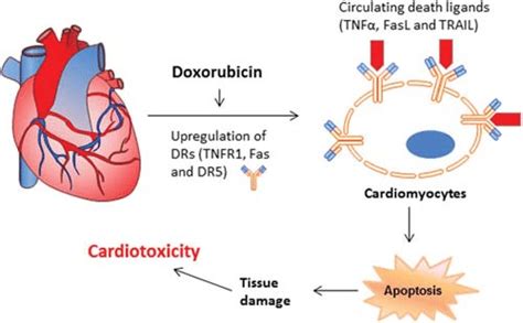 A Working Model By Which Doxorubicin Induces Cardiotoxicity Through Download Scientific Diagram
