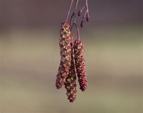 Common Alder Alnus Glutinosa Stock Image Image Of Catkins Alnus