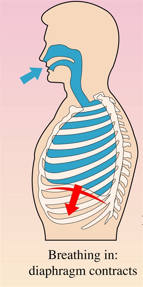 Classes The Breath And Balance