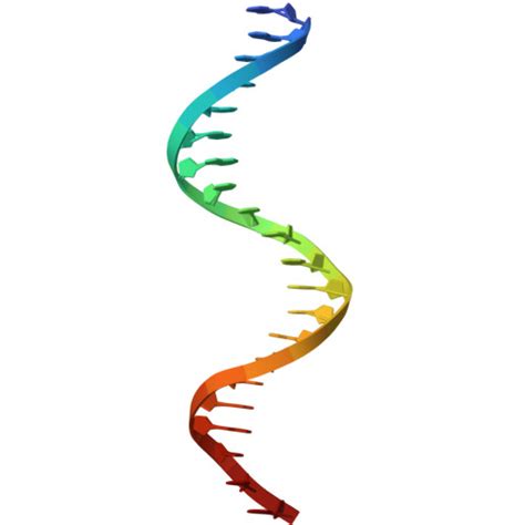 Rcsb Pdb 8tap Sequence Specific Aatt Orientation Of Netropsin Molecules At A Unique Minor
