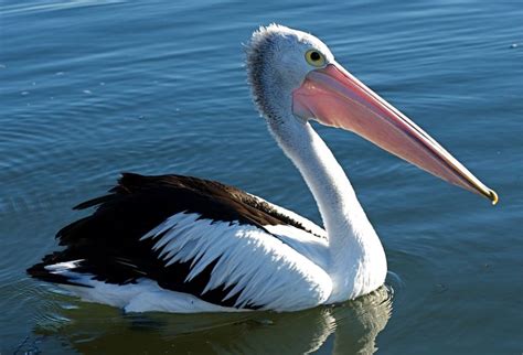 Tutorial Making A Static Blog With Pelican A Python Based Static