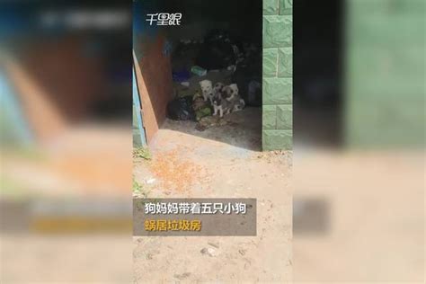 【四川】狗妈妈带着五只小狗蜗居垃圾房 拍摄者：看着很可怜，发出来是希望它们能有个好归宿 带着 小狗 拍摄者