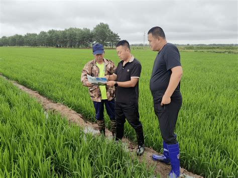 第四管理区念好水稻夏管经 抢抓丰收主动权 指导 工作 防治