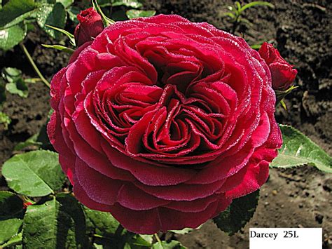 იელის ვარდები იელის ვარდები Added A New Photo