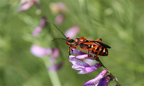 Assassin Bug Bulgaria John Tomsett Flickr