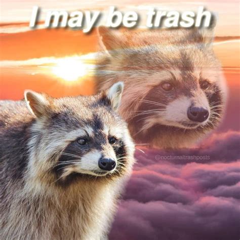Funny Raccoon Memes And Pictures