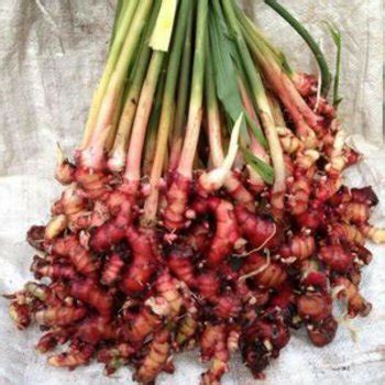 Jual Benih Biji Bibit Jahe Merah 1kg Di Lapak Muezza Seedsplant Shop