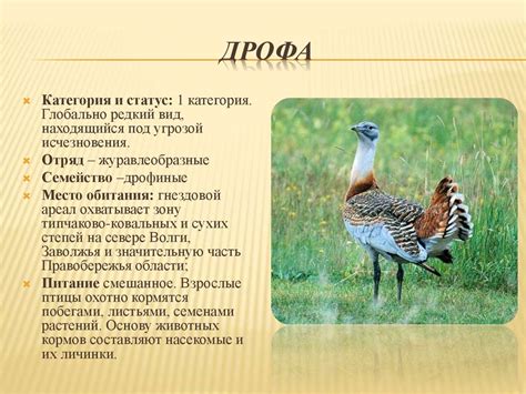 Птицы Волгоградской области занесенные в Красную книгу презентация онлайн