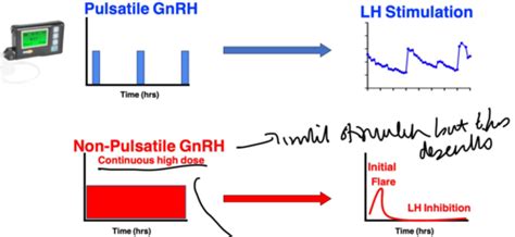 BRS Year Endo Sex Hormones Flashcards Quizlet