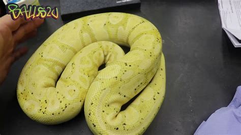 How To Pop And Probe Ball Pythons Youtube
