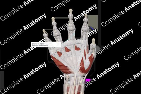 Extensor Hood Complete Anatomy