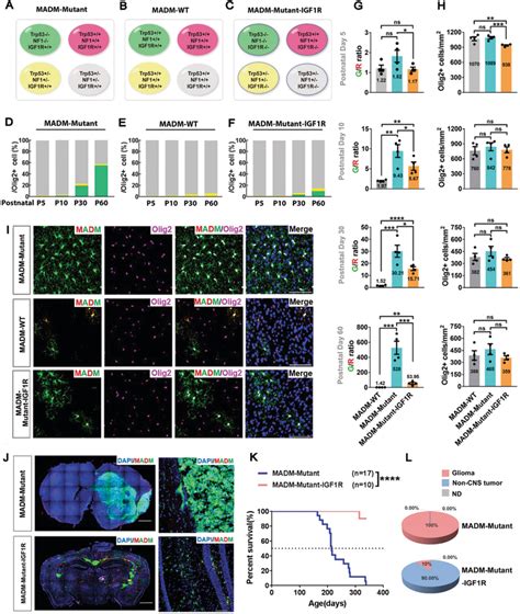 Igf1r Knockout In A Madm Glioma Model Ac Genetic Configurations Of