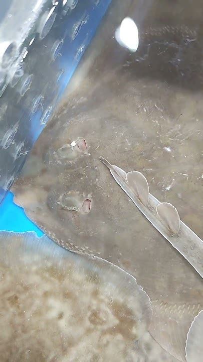 이름이 뭐지 괴물 물고기 바다 가오리 신기해 아가미 Youtube