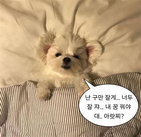 언니의 모든 것 애인한테 쓰고싶은 커여운 말풍선짤 이제 이것만 보내야지o ≧∀≦ O 나 지금