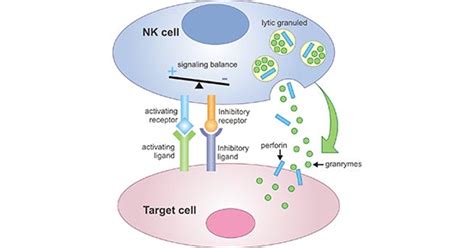 Get An Overview Of Nk Cells Cusabio