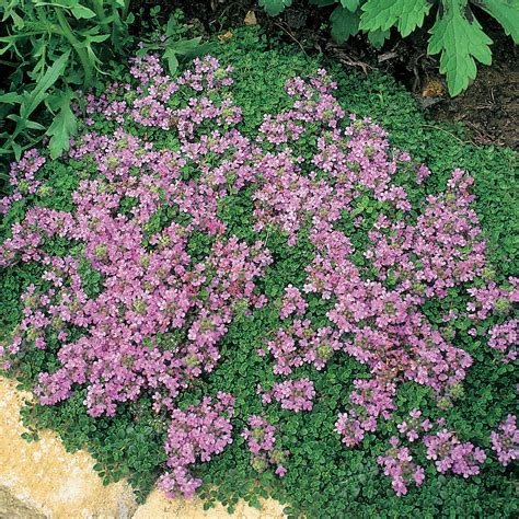 Wild Creeping Thyme 12 Types Of Creeping Thyme With Pictures Grfz