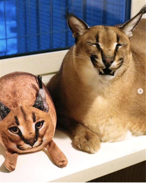 Floopa R Coolpictures1