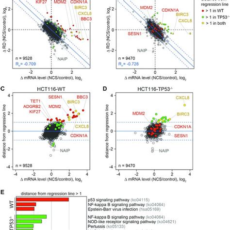 Transcriptome Wide Analysis Of Translational Regulation Upon Dna