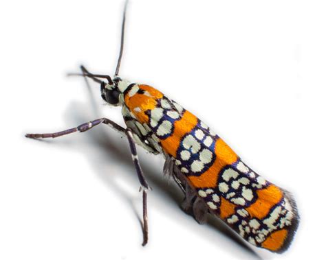 Ailanthus Webworm Moth Atteva Aurea A Ergatica Flickr