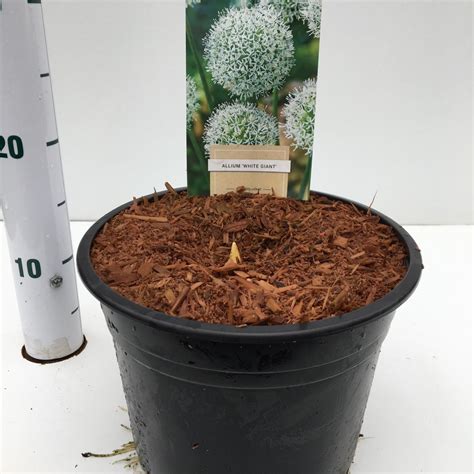 Allium White Giant — Plant Wholesale Floraccess