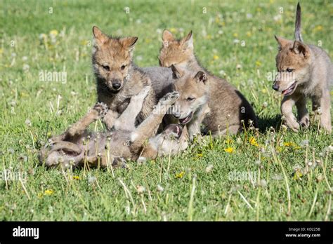 3 Wolf Pups Playing