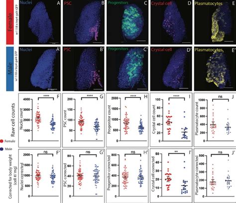 Characterizing Sex Differences In The Lymph Gland A E Representative Download Scientific