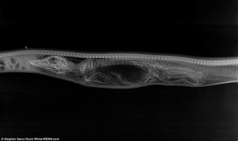X Rays Show What Happens After Python Swallows Alligator Whole Daily Mail Online