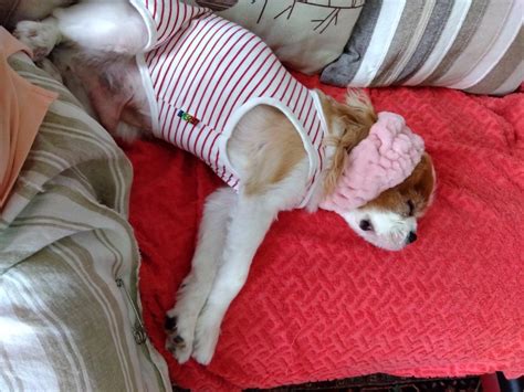 良性だった Chappe Crippe