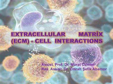 Extracellular Matrİx Ecm Cell Interactions Ppt Download