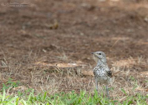 Photographing A Young Northern Mockingbird Mia Mcphersons On The Wing Photography