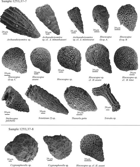 Scanning Electron Photomicrographs Of Radiolarians In Chert Samples Download Scientific Diagram