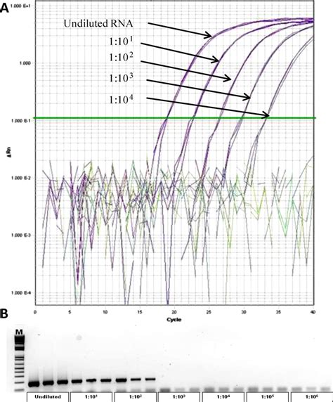 Dilution End Point Comparison Between Conventional RT PCR And QPCR For Download Scientific