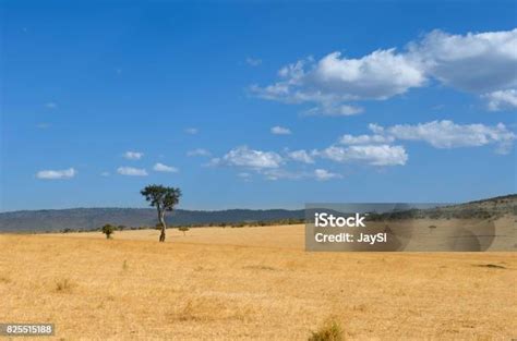 아프리카 사바나 초원 풍경 마 사이 마라 국립공원 케냐 아프리카 들에 대한 스톡 사진 및 기타 이미지 들 사파리 여행 열다 Istock