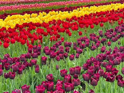 총 가까이에 분홍색 빨간색 노란색 꽃잎이 달린 꽃 · 무료 스톡 사진