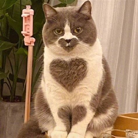 그림 그리기 Panosundaki Pin