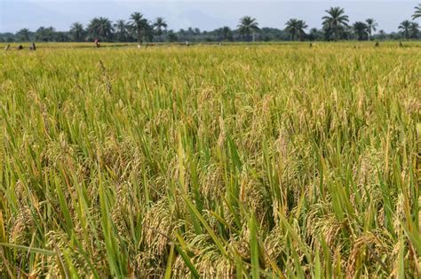 វៀតណាមនាំចេញអង្ករ និងទទួលបានតម្លៃដ៏ខ្ពស់ នៅក្នុងឆ្នាំ២០២៣