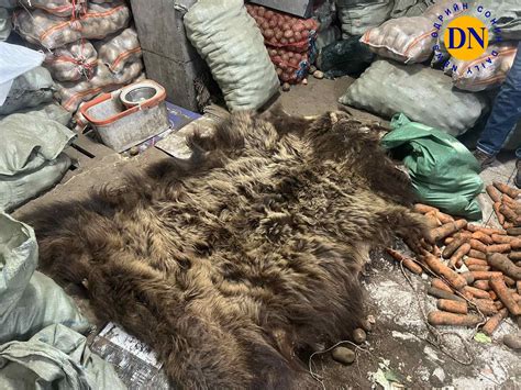 ЭЦА Хүрэн баавгай халиун бугын эд эрхтэнг хууль бусаар бусдад борлуулах гэж байсныг илрүүллээ