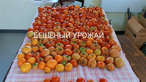 ОГРОМНЫЙ УРОЖАЙ ПОМИДОРОВ ГОТОВИМ ОГОРОД ПОД ЗИМУ Youtube