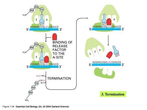 Ppt Lecture 5 Chapter 7 2 From Rna To Protein Powerpoint